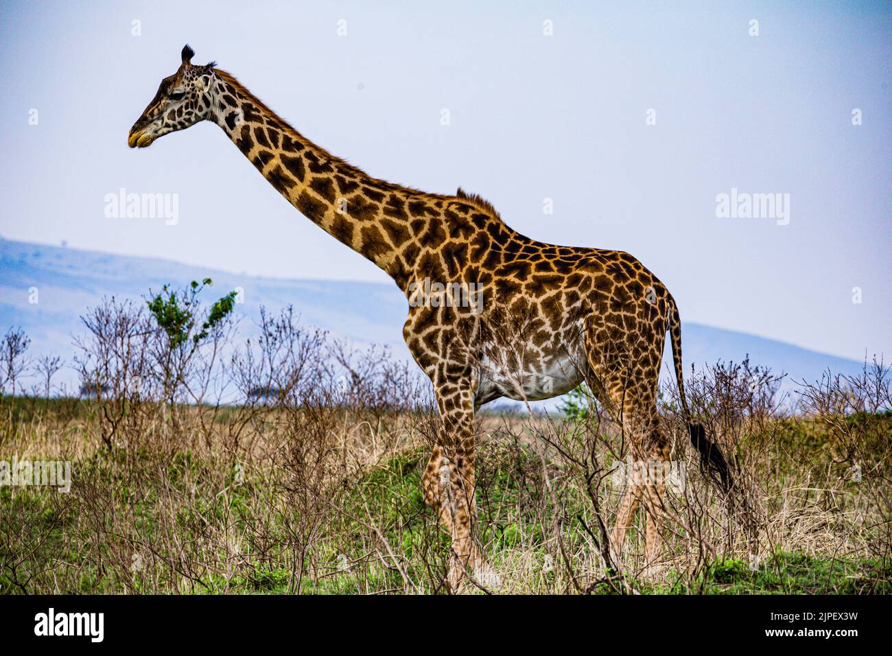 The giraffe is a large African hoofed mammal belonging to the genus ...