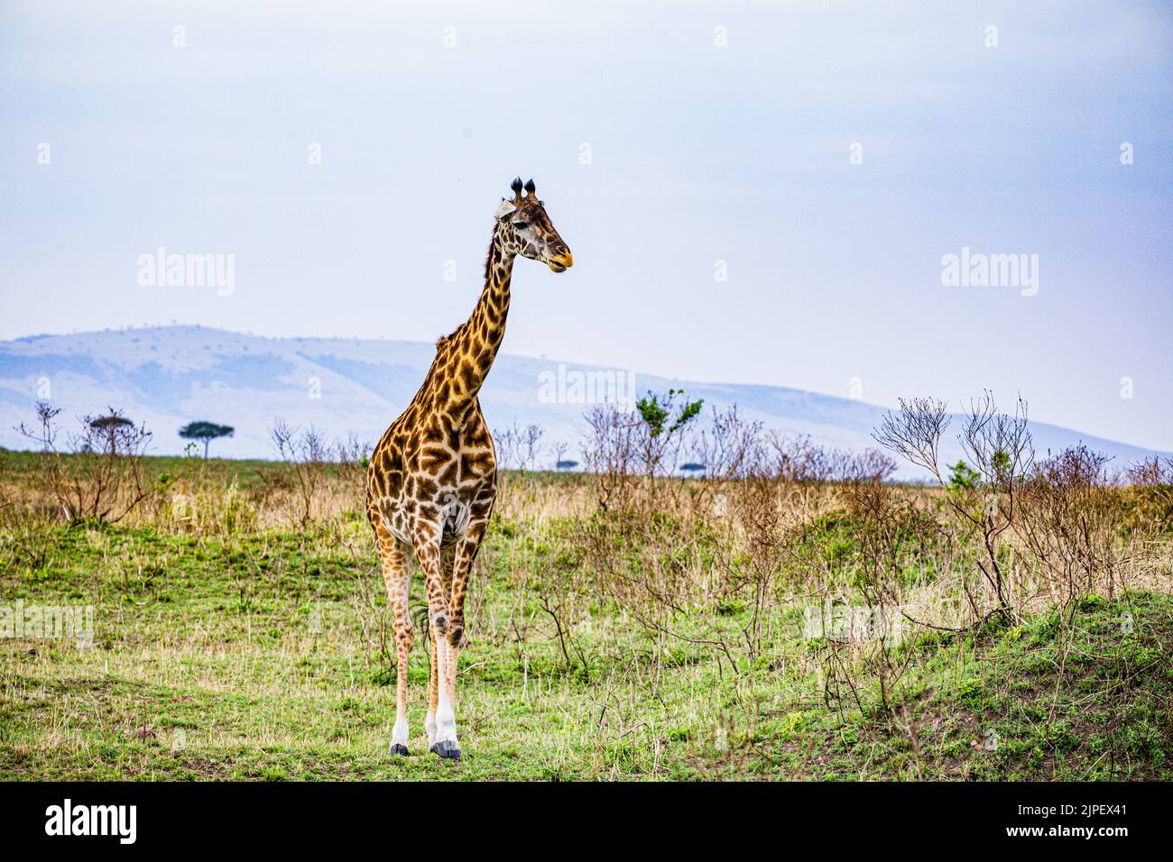 The giraffe is a large African hoofed mammal belonging to the genus ...