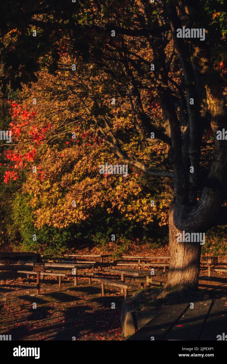 Seattle carkeek park hi-res stock photography and images - Alamy