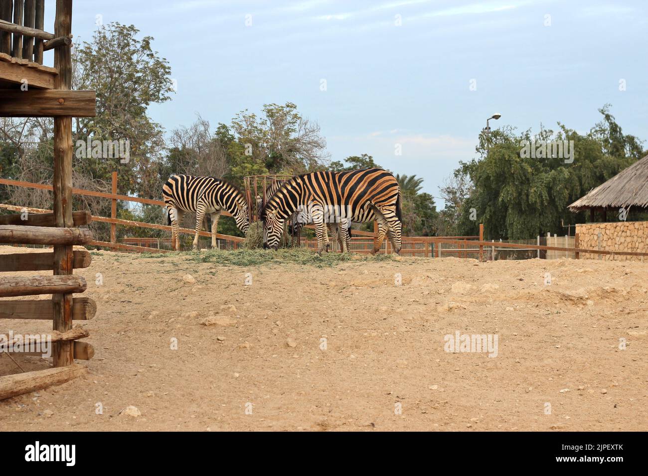 Zebra in the Zoo Stock Photo - Alamy