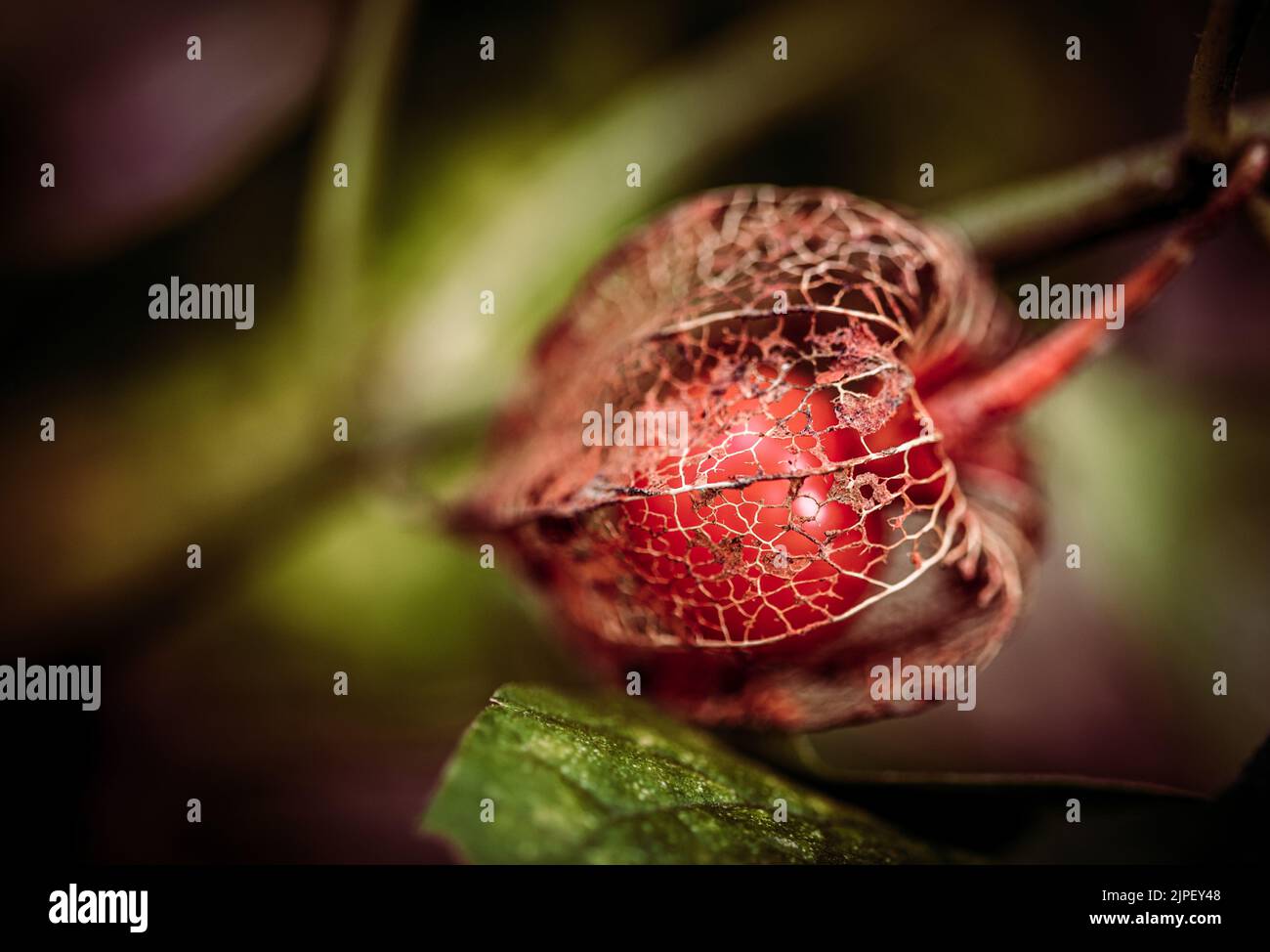 Physalis alkekengi, the bladder cherry, Chinese lantern, Japanese ...