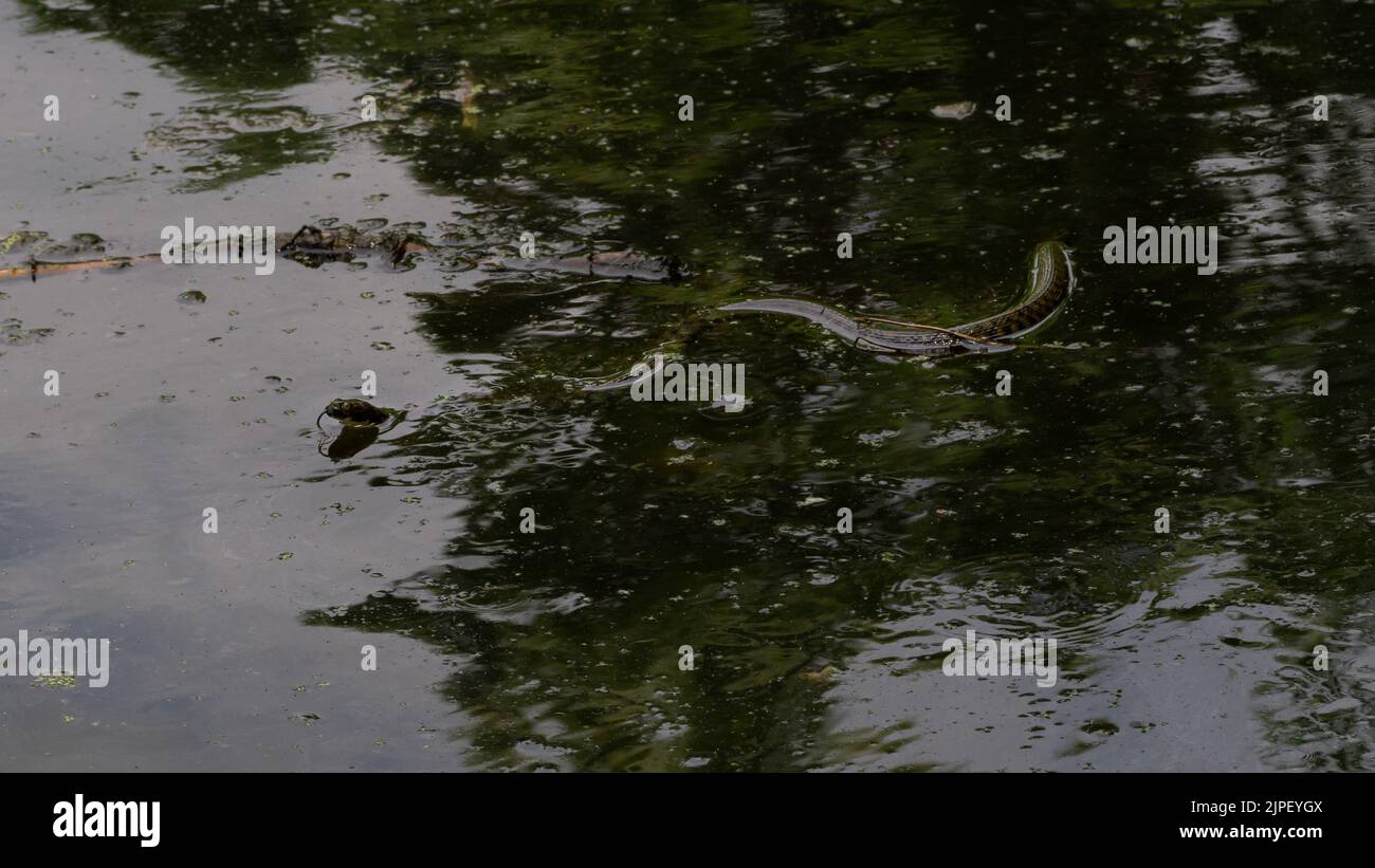 A snake spotted swimming in a river with trees reflected on the water ...