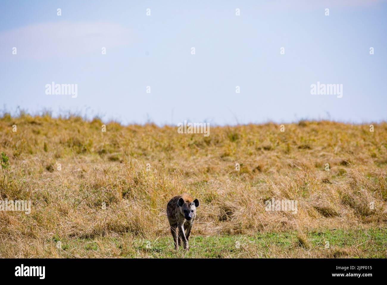 Hyenas or hyaenas are feliform carnivoran mammals belonging to the ...