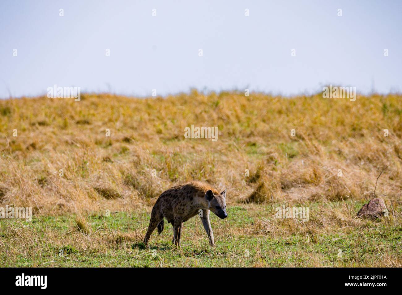 Hyenas or hyaenas are feliform carnivoran mammals belonging to the ...