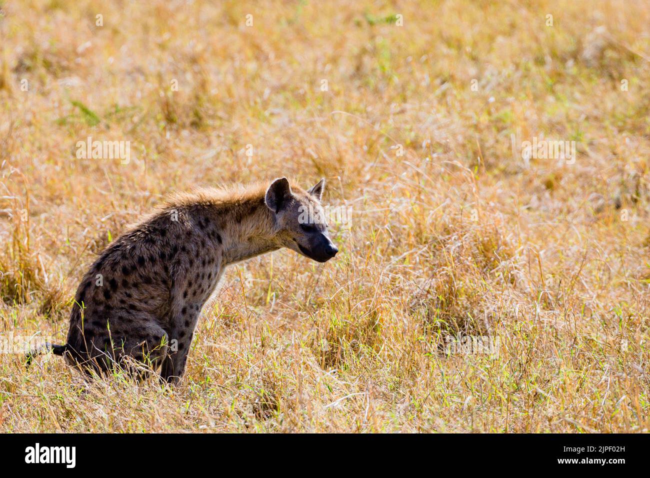 Hyenas or hyaenas are feliform carnivoran mammals belonging to the ...