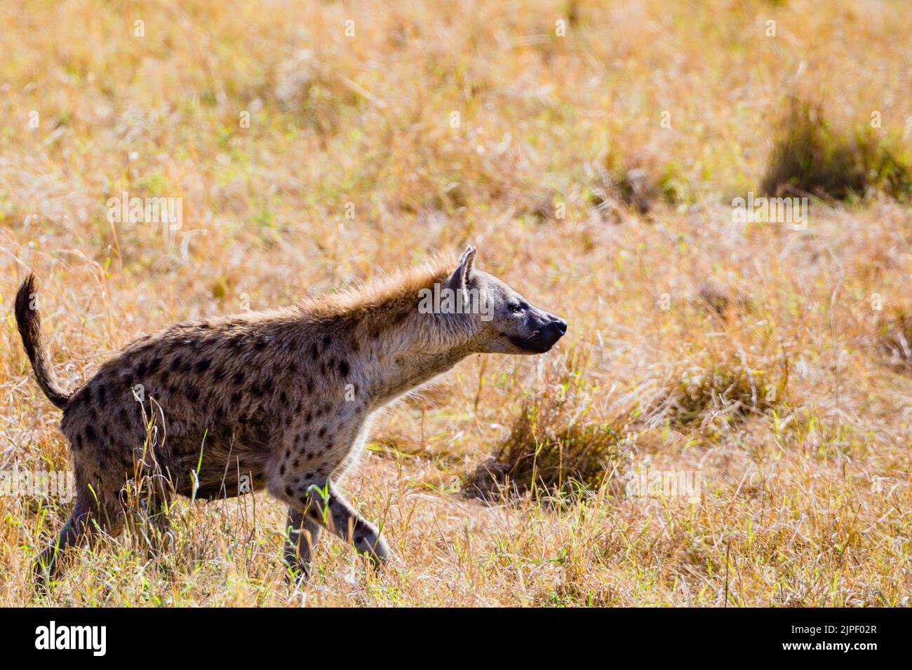 Hyenas or hyaenas are feliform carnivoran mammals belonging to the ...