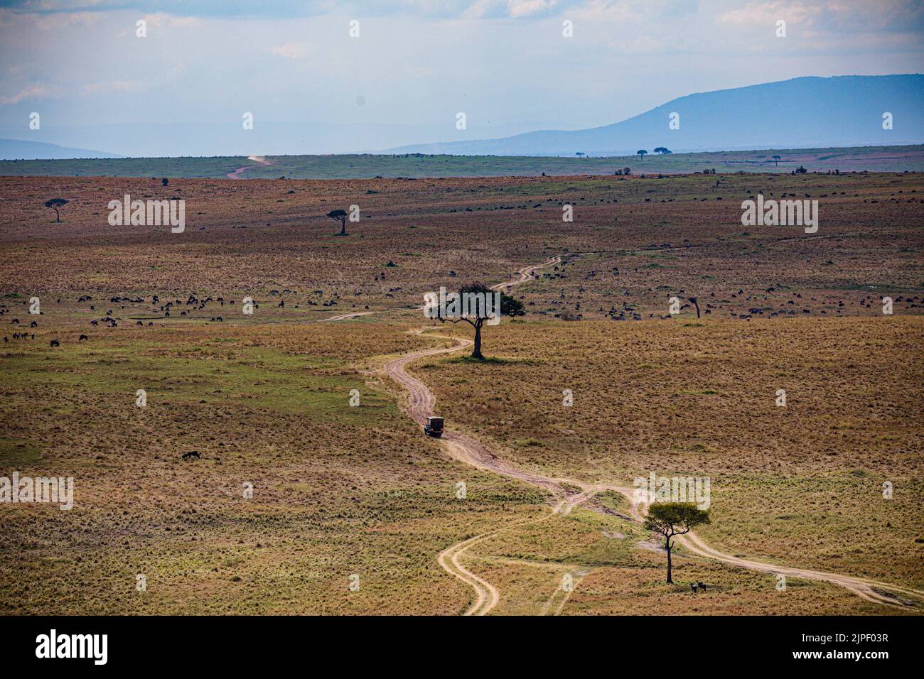 Maasai Mara National Game Reserve Narok County Kenya East Africa Great ...