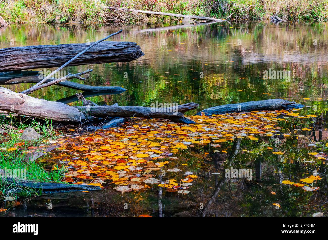 Floating Autumn Leaves, Prettyboy Reservoir Park, Maryland, USA, Hampstead, Maryland Stock Photo ...