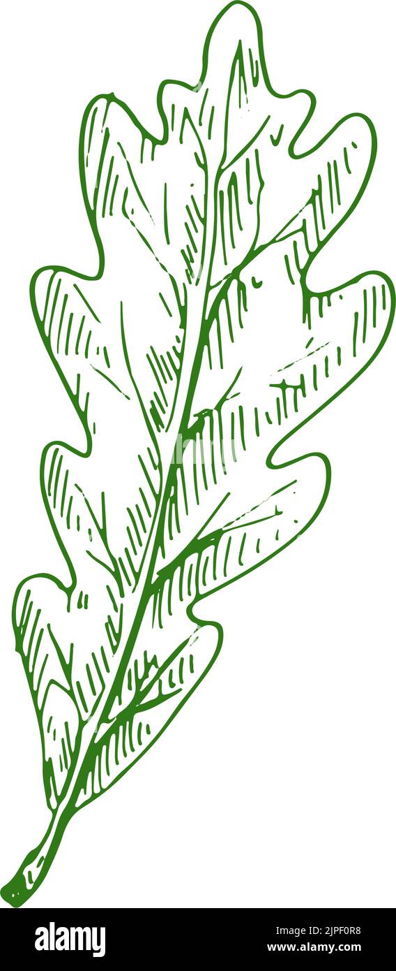 Oak tree leaf isolated sketch of acorn leafage. Vector green leafage, element of tree Stock ...