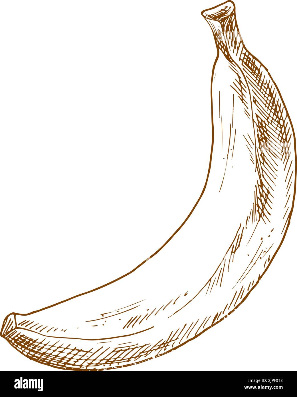 Banana tropical fruit sketch. Vector isolated organic whole exotic ...