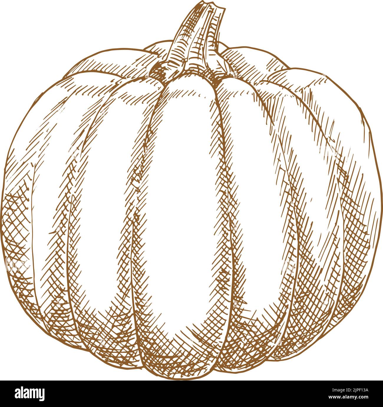 Squash or pumpkin isolated monochrome vegetable. Vector vegetarian ...