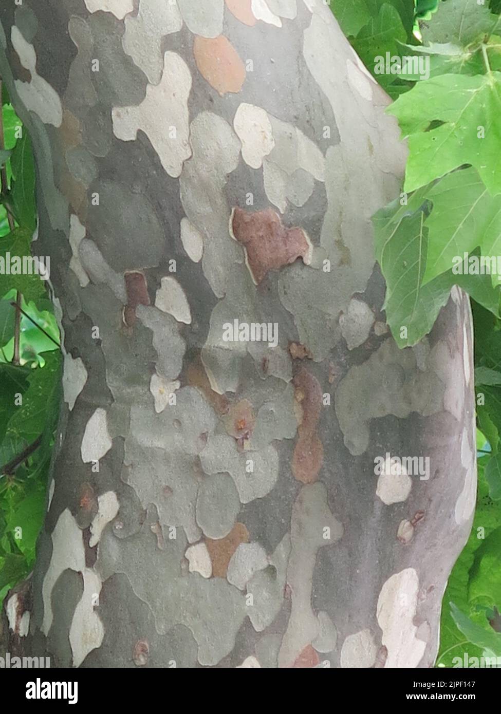 Abstract / texture: Close up of the khaki like colours & pattern of the ...