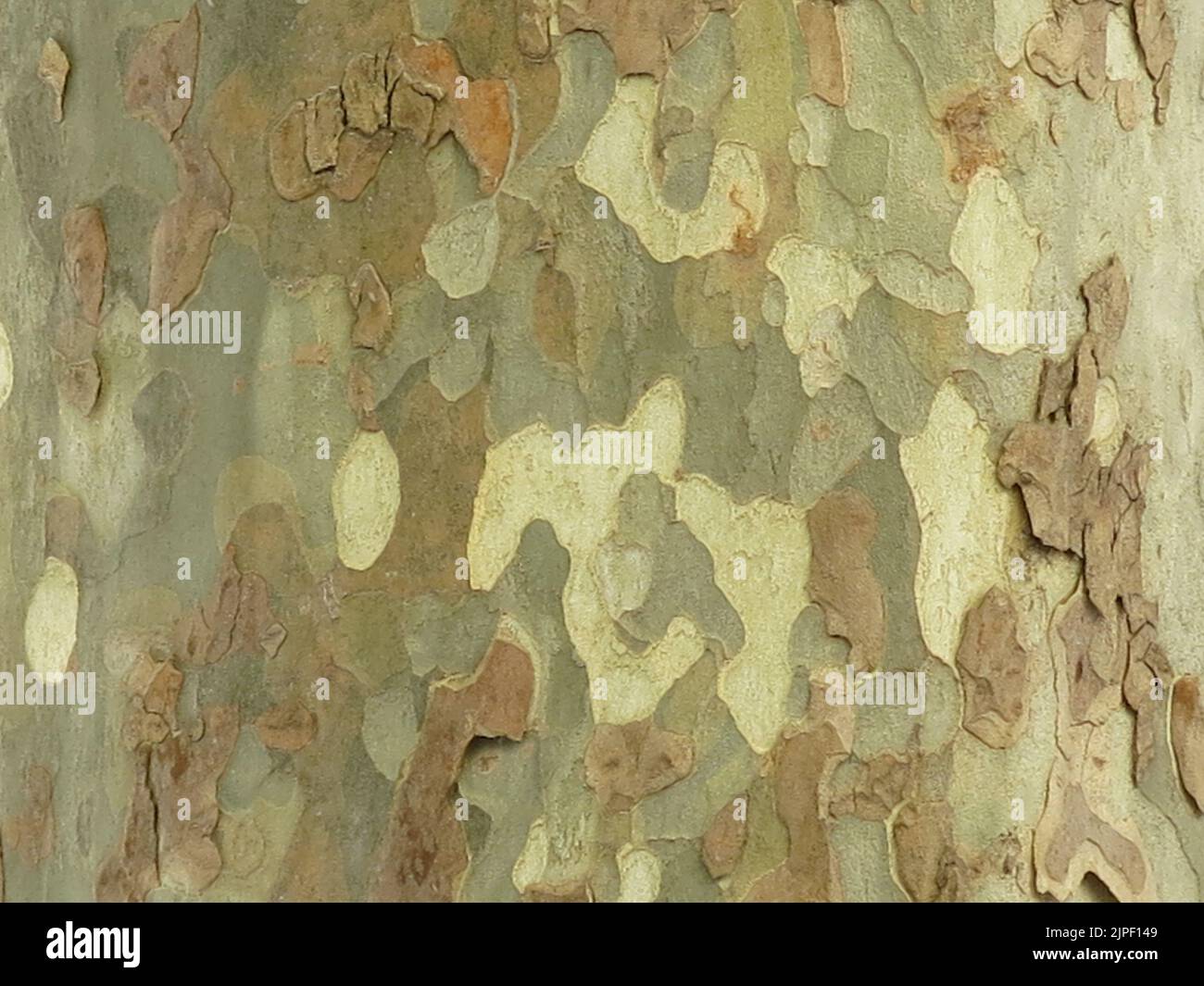 Abstract / texture: Close up of the khaki like colours & pattern of the ...