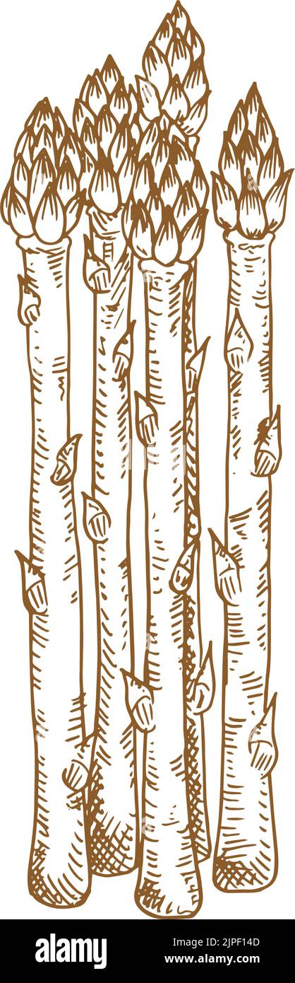 Asparagus bunch isolated sketch icon. Vector vegetarian food, hand ...