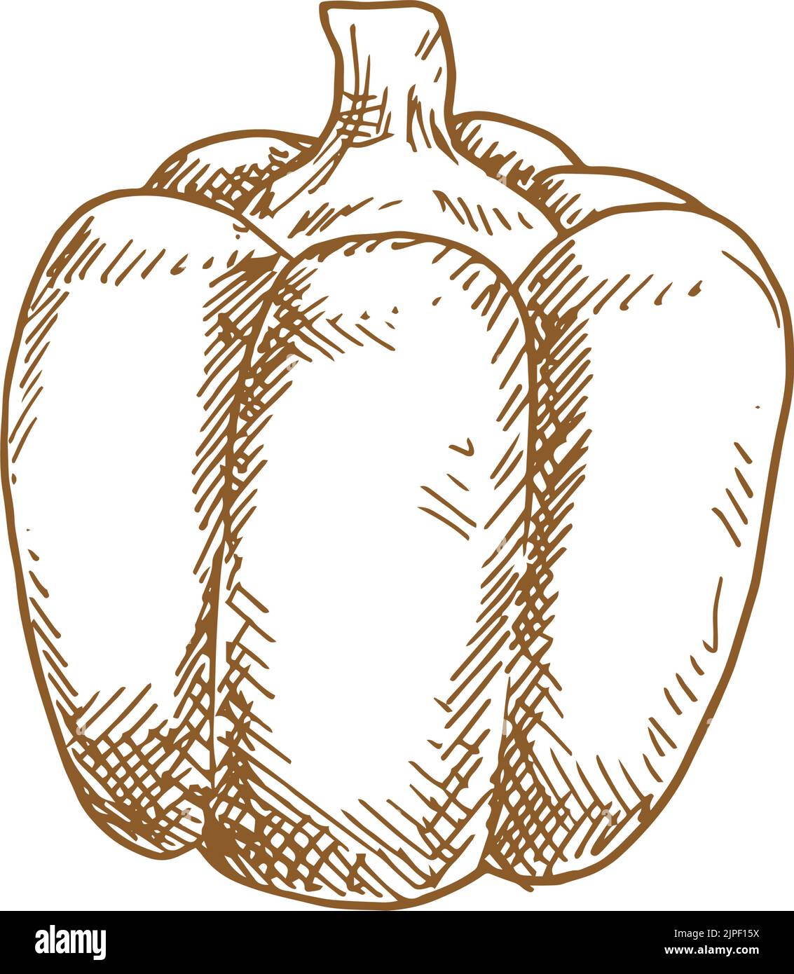 Bell or sweet pepper capsicum vector isolated sketch. Bulgarian bell ...