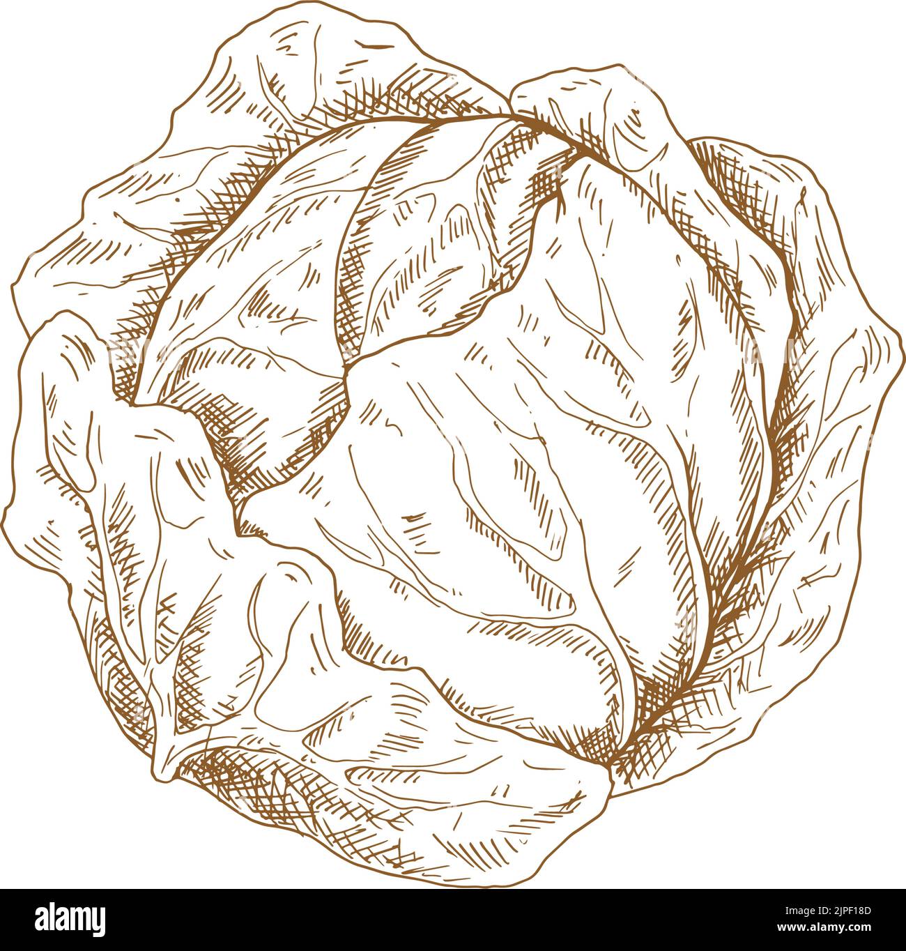 Cabbage head isolated monochrome sketch. Vector vegetable, healthy ...