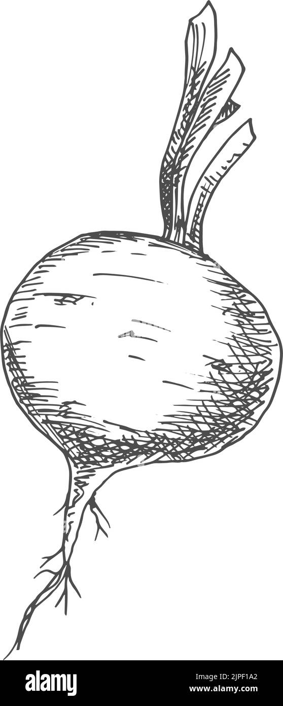 Beetroot food ingredient isolated sketch. Vector vegetable, whole ...