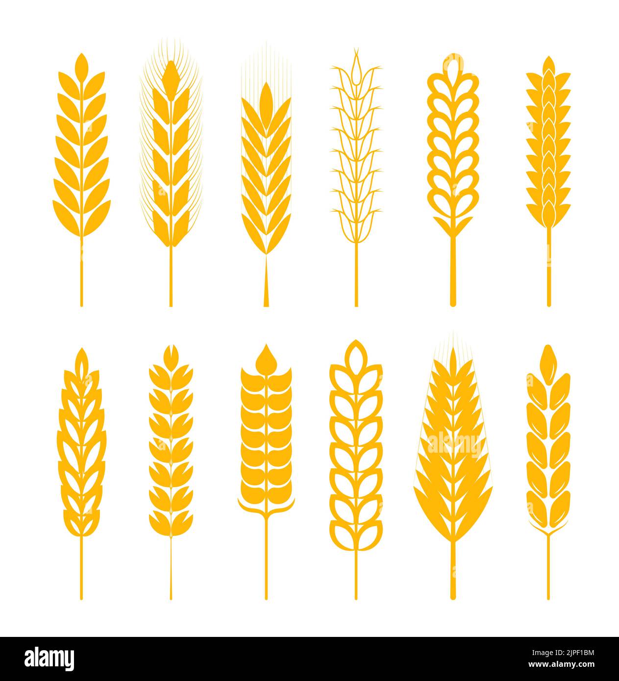 Ears of wheat, ear of rye, spikelet set vector. Cereals plant icons in ...