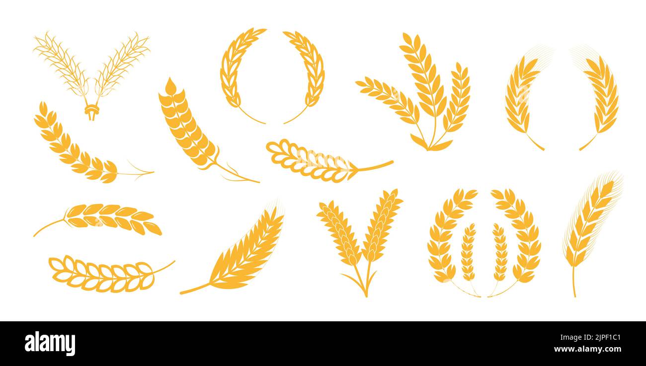 Ears of wheat, ear of rye, spikelet set vector. Cereals plant icons in ...