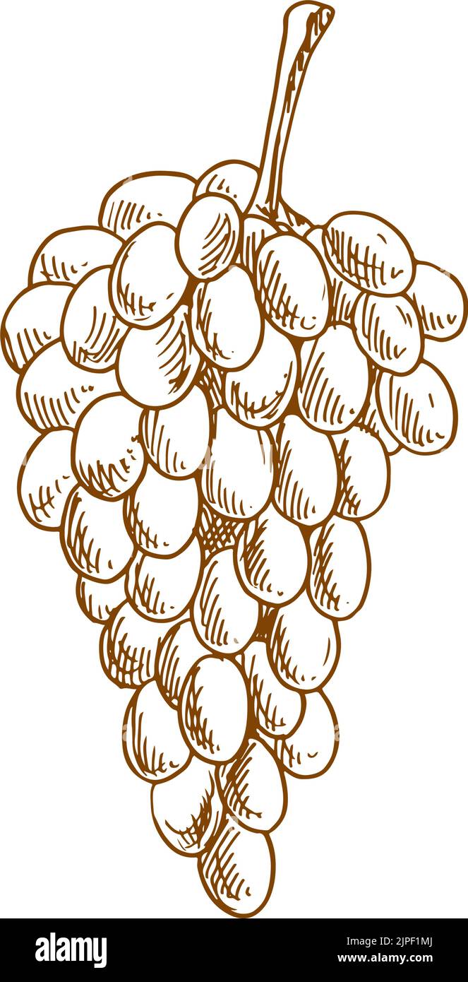 Grapes fruit sketch. Vector isolated organic natural farm fruits ...