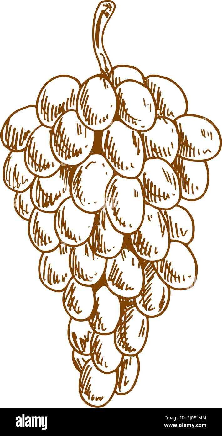 Grapes fruit sketch. Vector isolated organic natural farm fruits ...