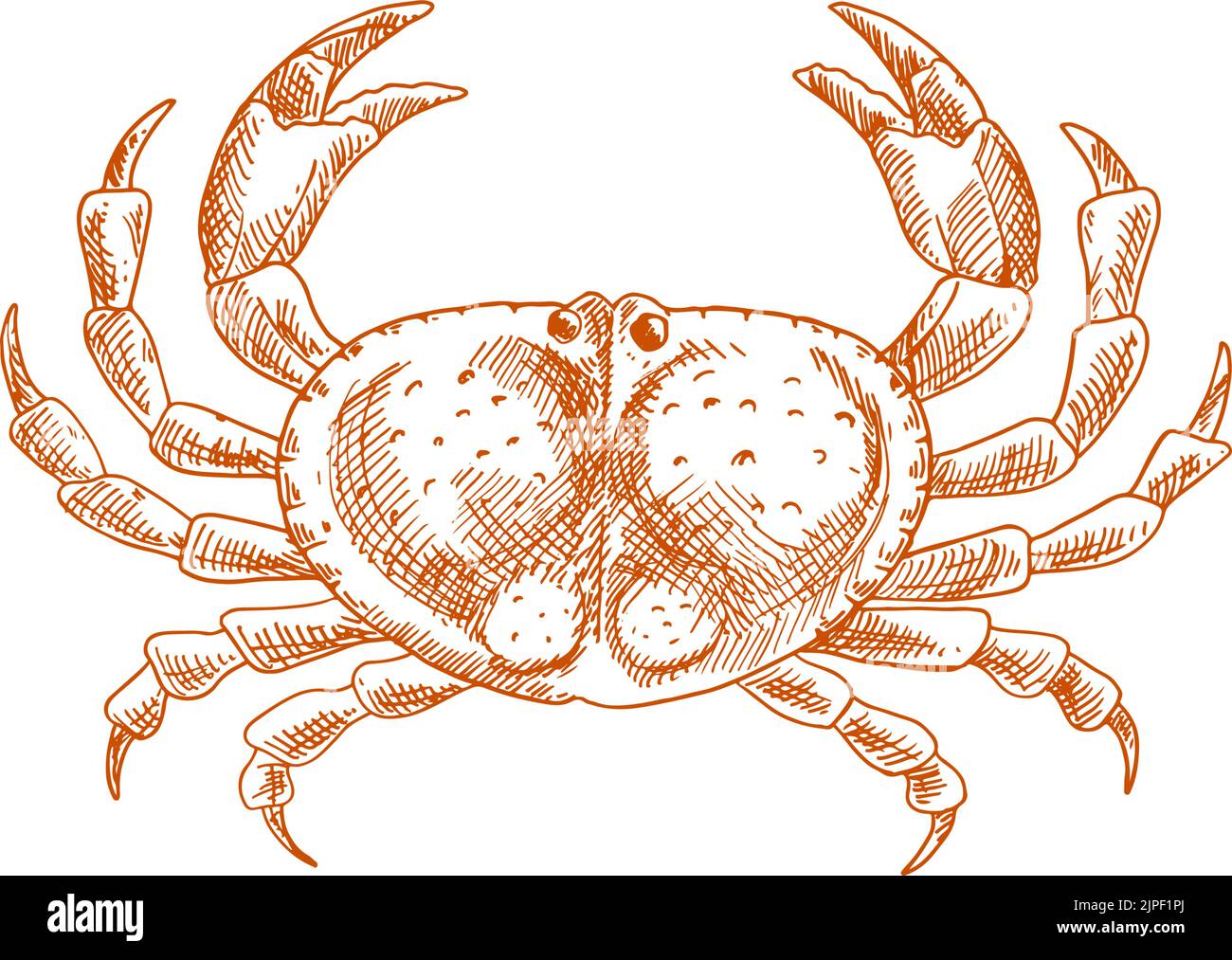 Marine porcelain crab isolated ocean decapod crustacean sketch. Vector ...