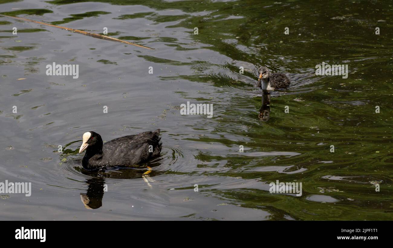 Eurasian coots swimming in a river with trees reflected in the water ...