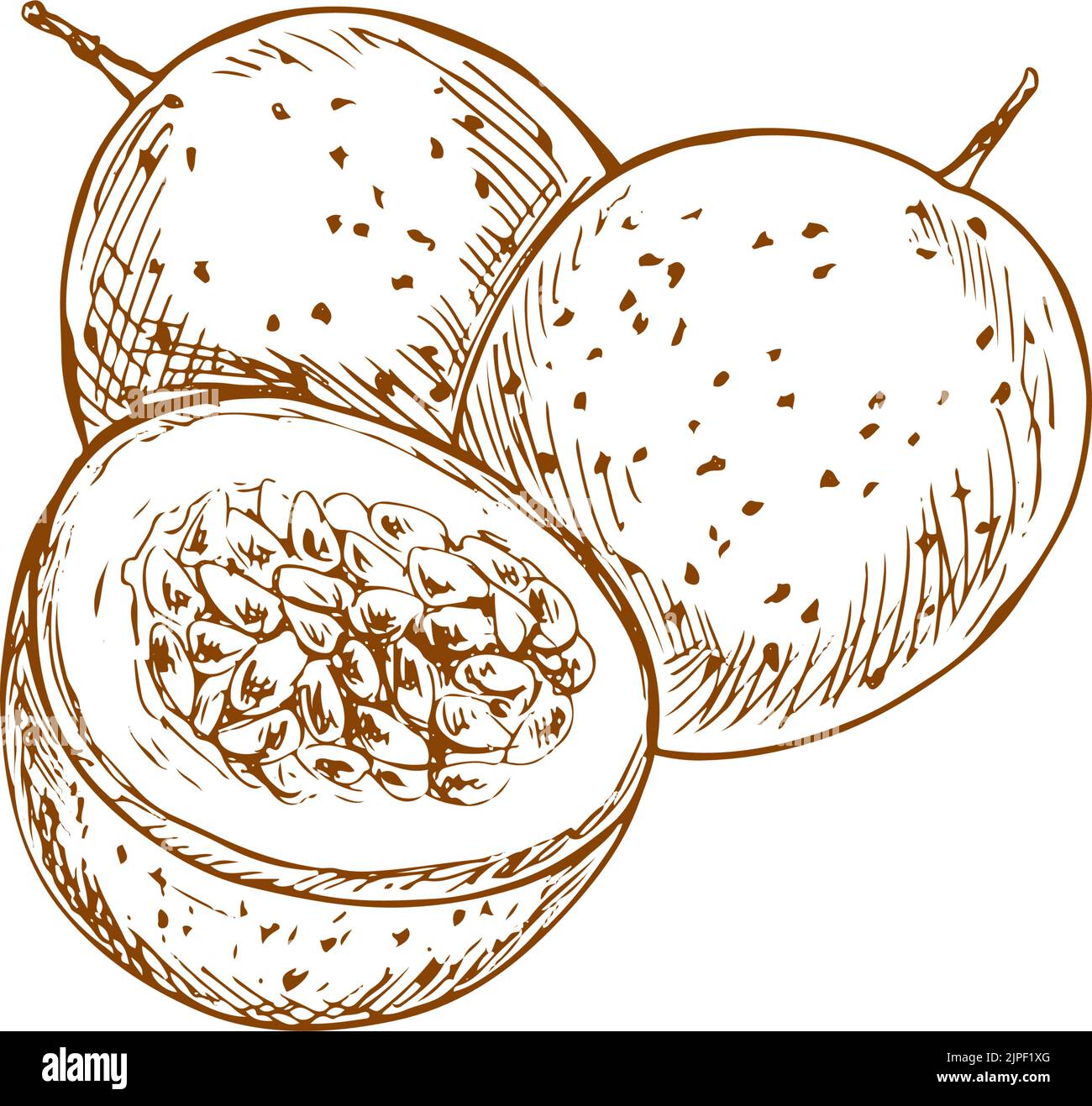 Maracuya isolated whole and cut passion fruit sketch. Vector cross ...