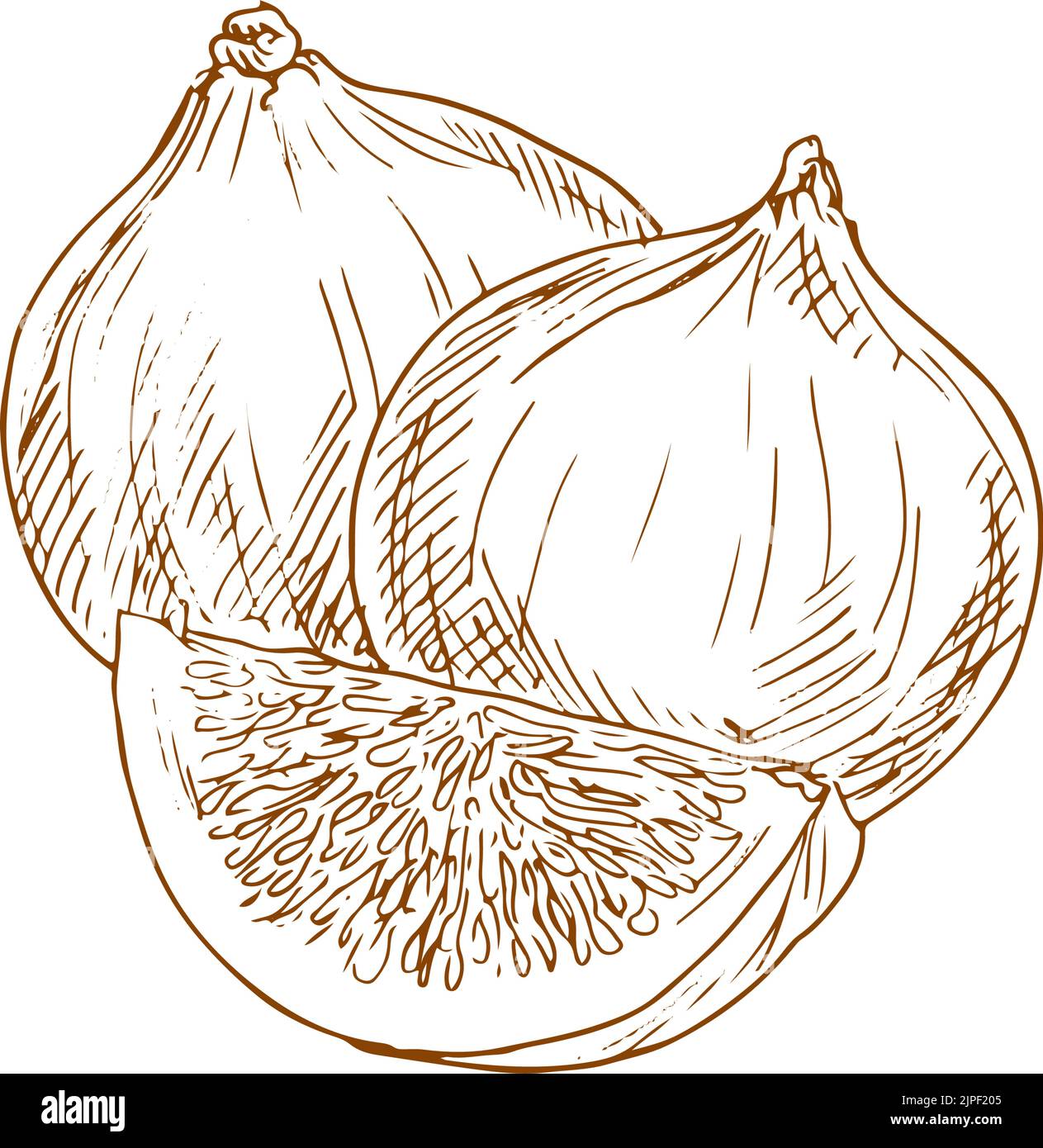 Figs whole and cut isolated sketch. Vector monochrome exotic common fig ...