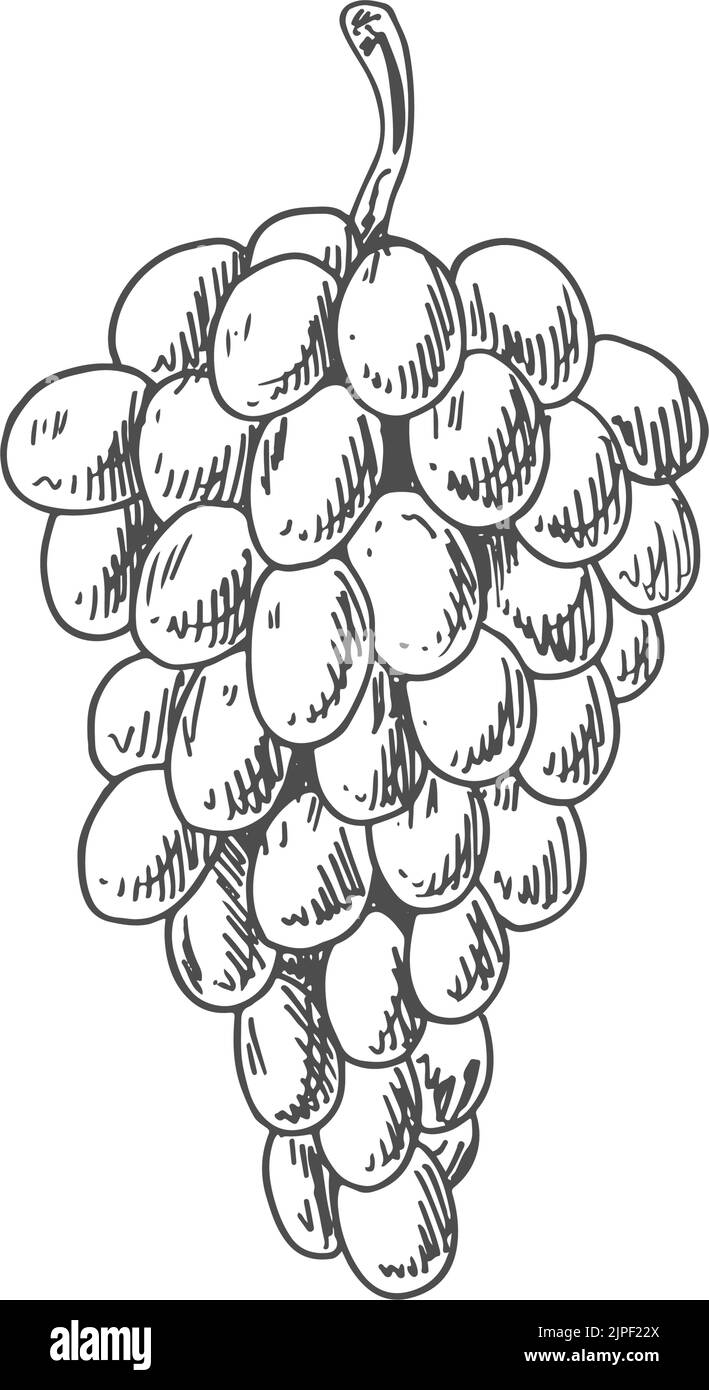 Grapes fruit sketch. Vector isolated organic natural farm fruits ...
