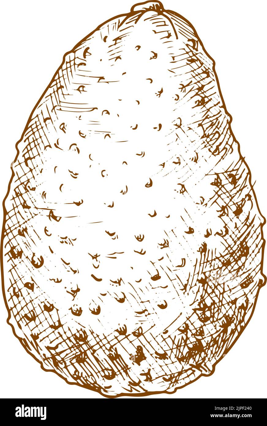 Avocado or alligator pear isolated mexican fruit sketch. Vector ...