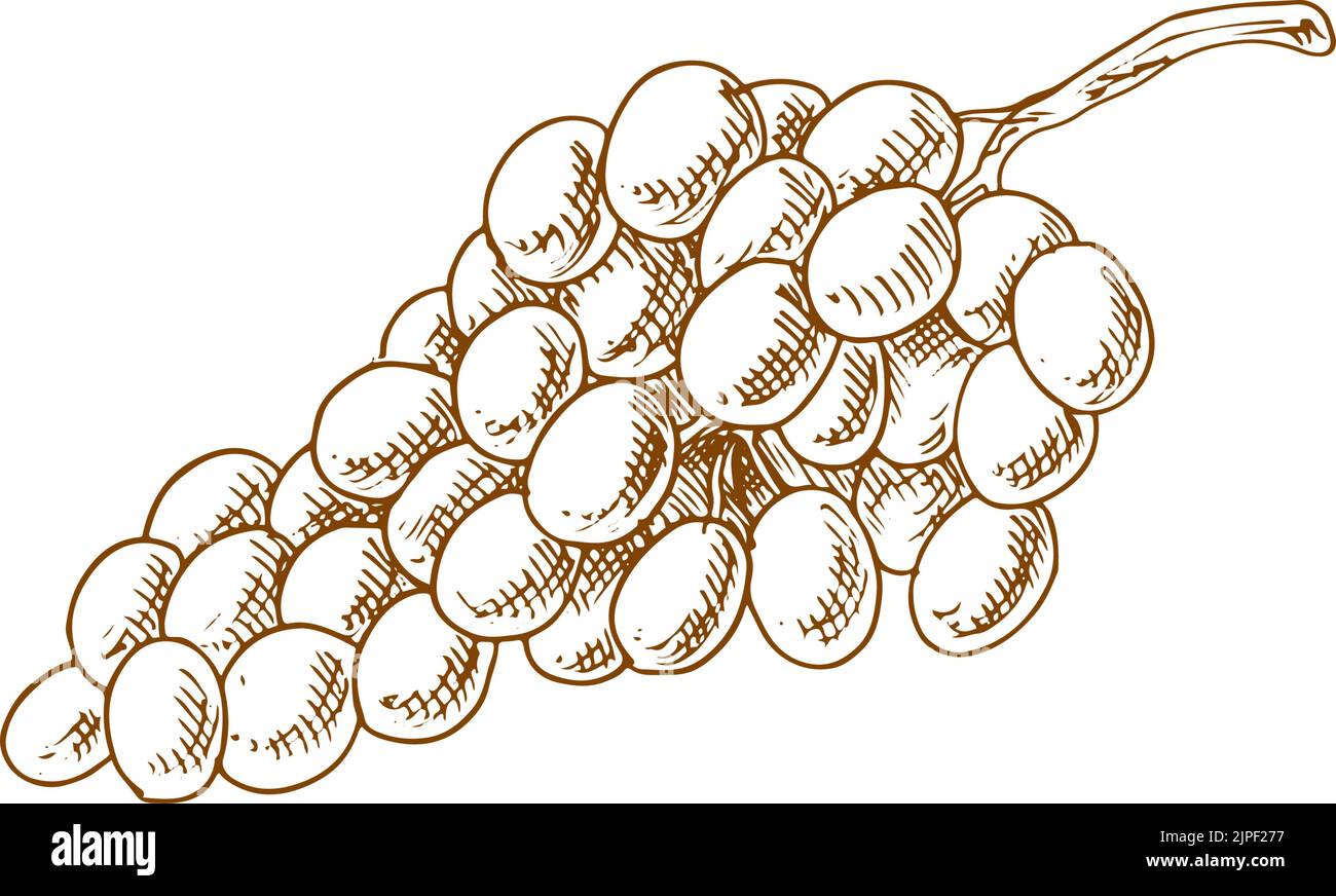 Grapes fruit sketch. Vector isolated organic natural farm fruits ...