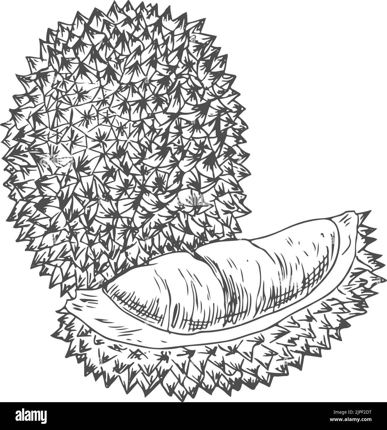 Durian tropical fruit whole and cut isolated sketch. Vector exotic ...