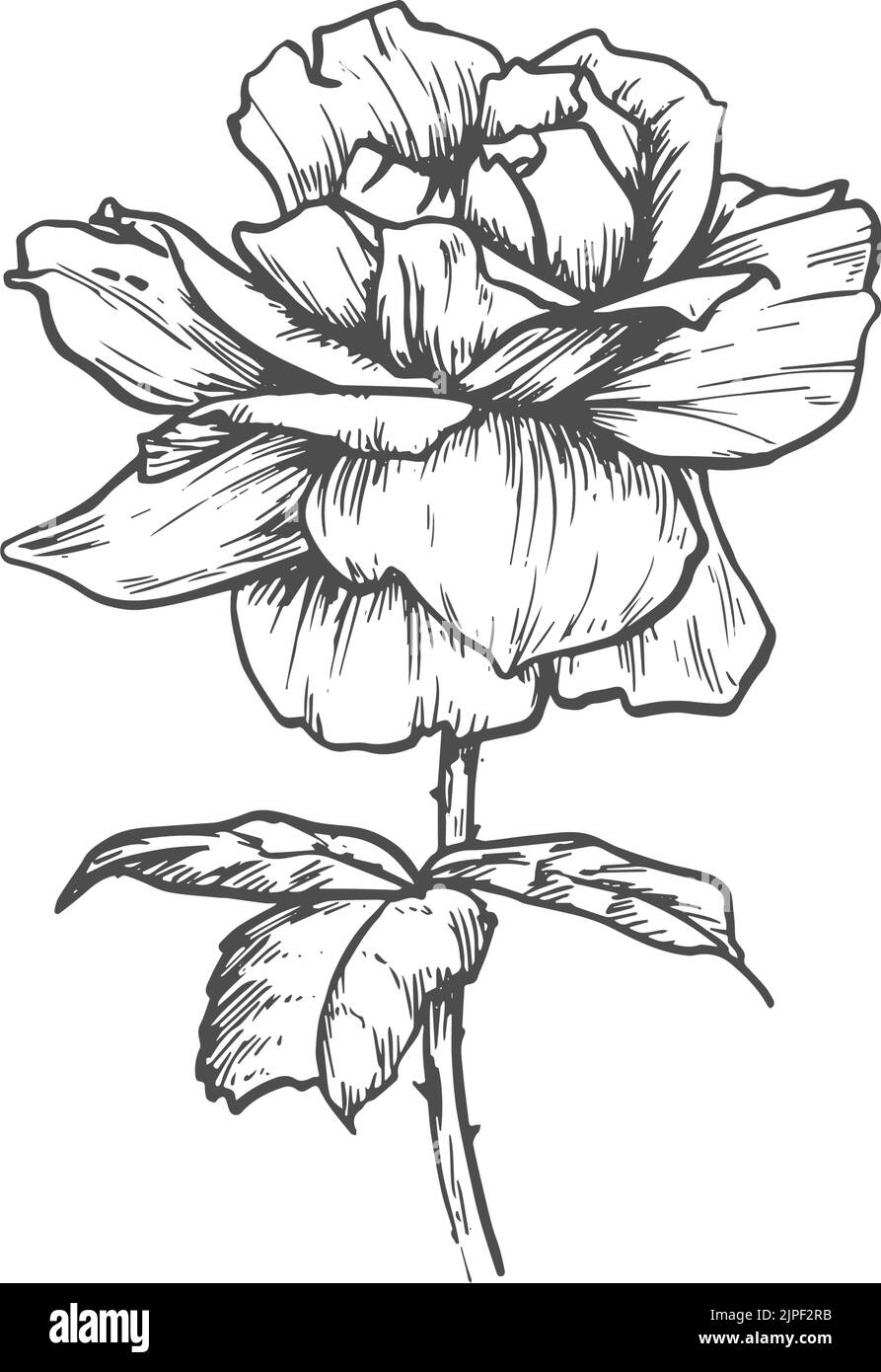 Bud of rose flower isolated sketch blossom. Vector floral blooming ...