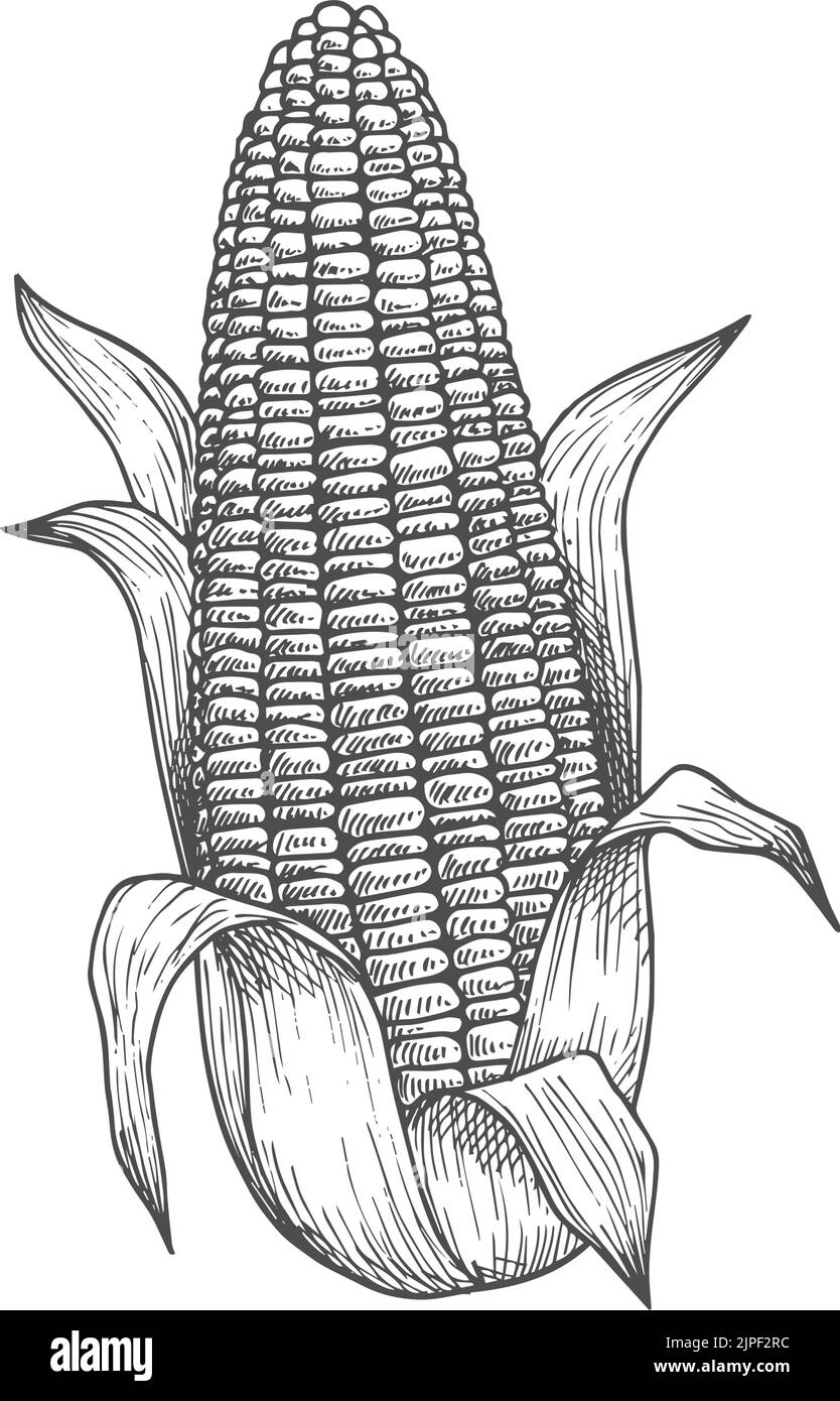 Sweet corn cob isolated vegetarian food. Vector maize popcorn cereal ...