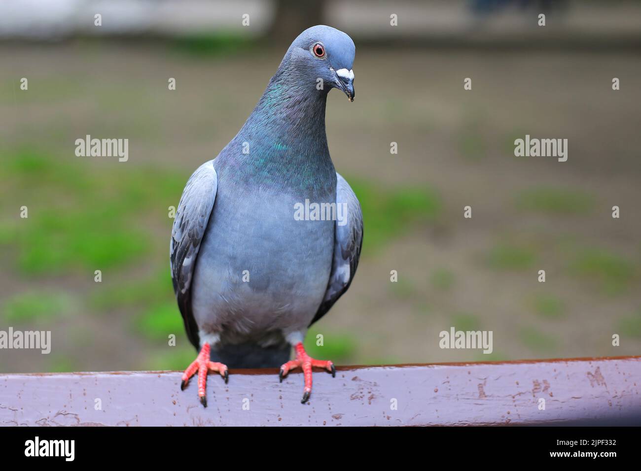Grey pigeon sits on a bench Stock Photo - Alamy
