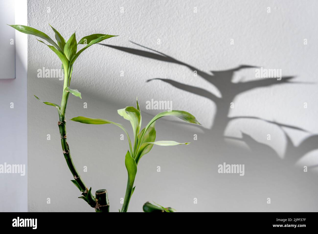 Lucky bamboo leaves creating a shadow on the white wall Stock Photo - Alamy