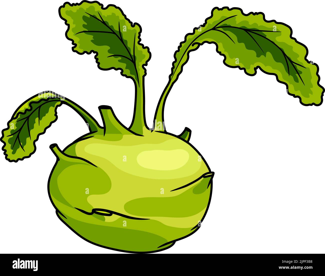 Kohlrabi isolated cabbage with turnip-shaped edible stem. Vector green ...