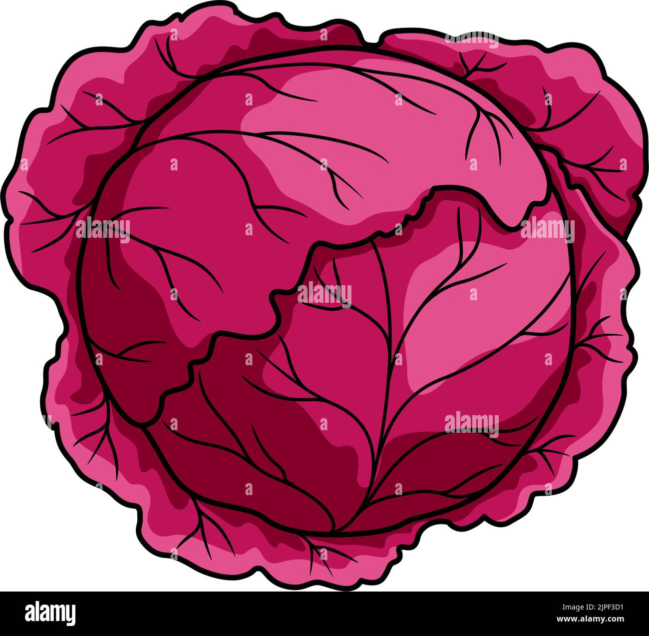 Purple cabbage or red kraut isolated leafy vegetable. Vector headed ...