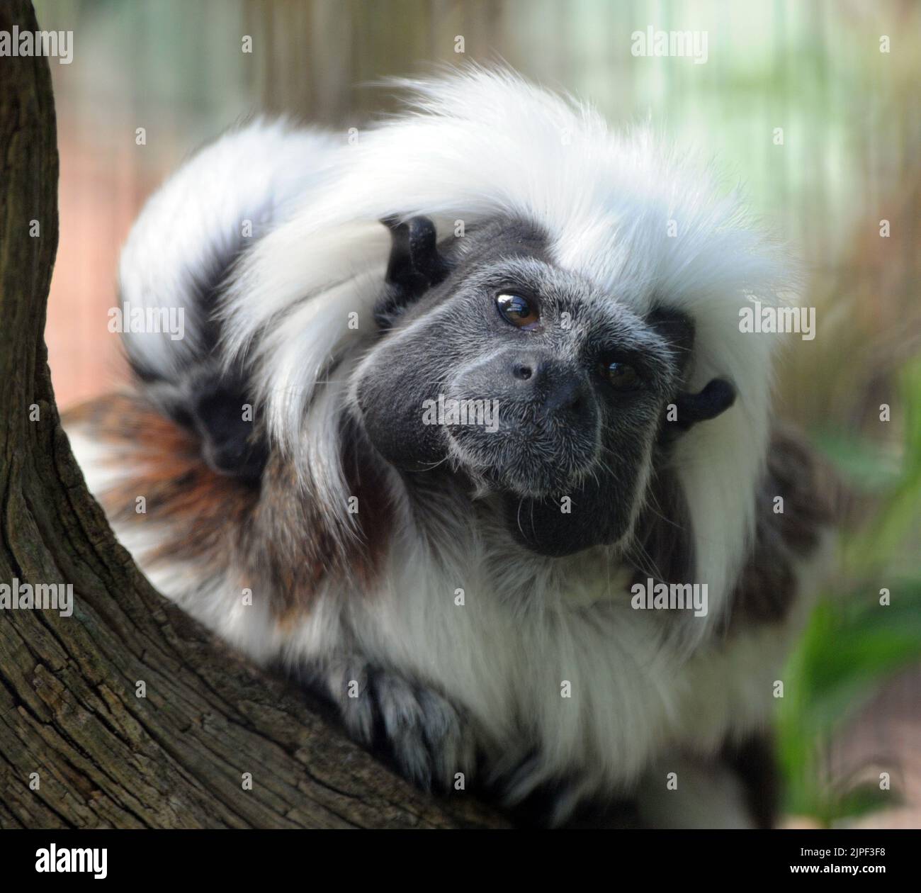 COTTON TOP TAMARIN AT MARWELL ZOOLOGICAL PARK, NEAR WINCHESTER, HANTS ...