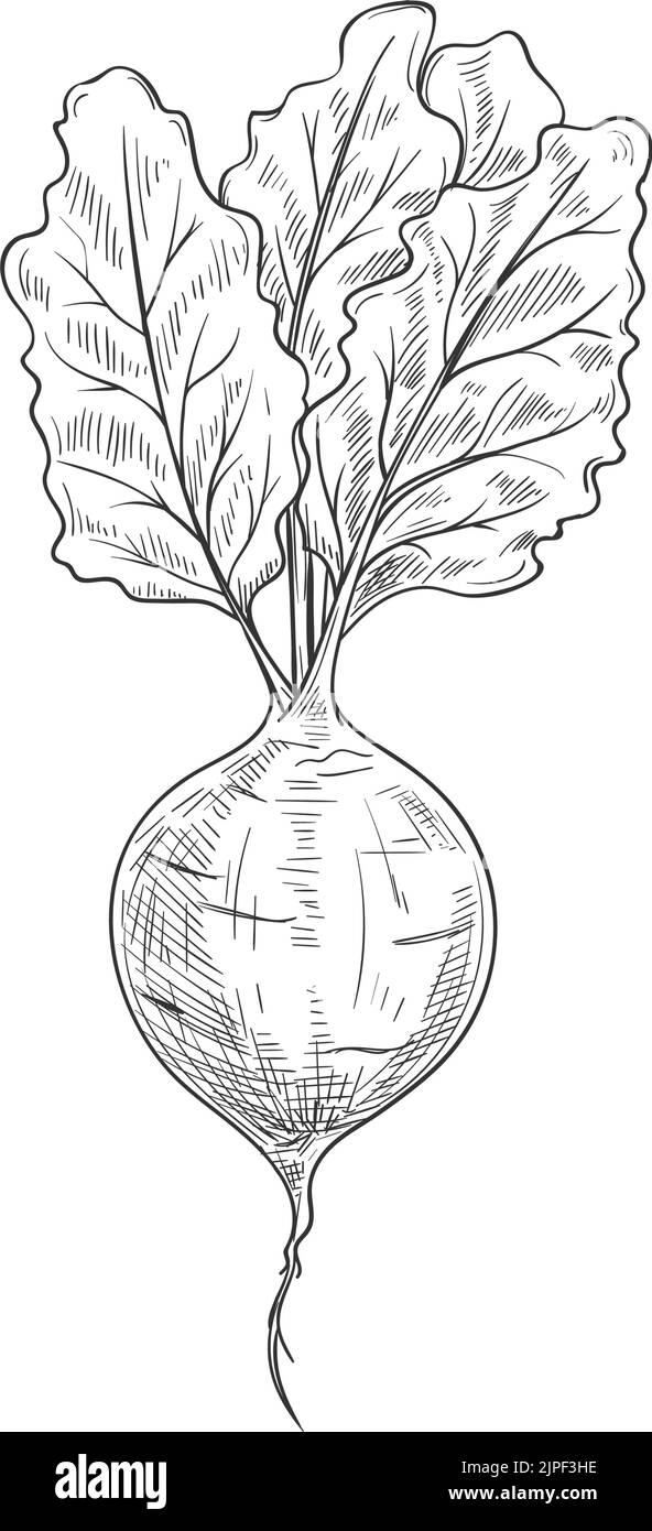 Beetroot food ingredient isolated sketch. Vector vegetable, whole ...