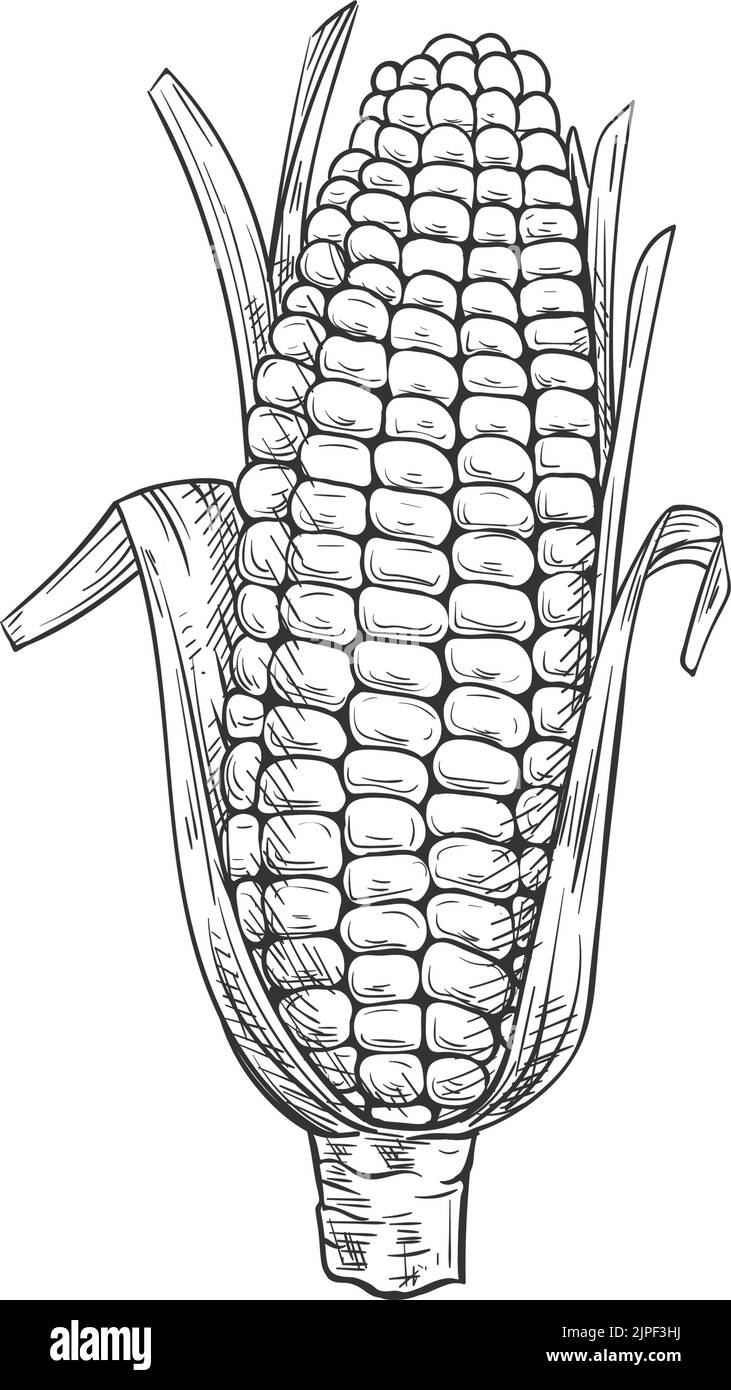 Maize corn cob with leaves isolated vector sketch. Vector sweetcorn ...