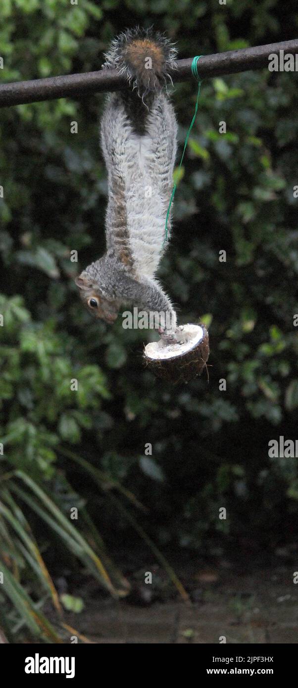 There's more than one way to crack a nut. A grey squirrel hangs by its ...