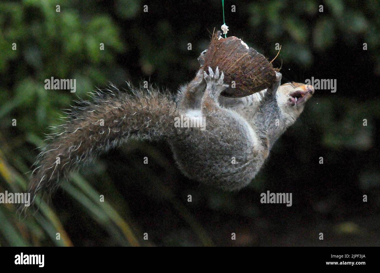 There's more than one way to crack a nut. A grey squirrel hangs by its ...