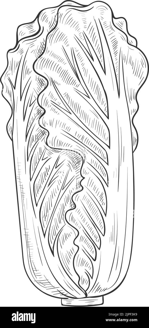 Chinese Cabbage Coloring Page