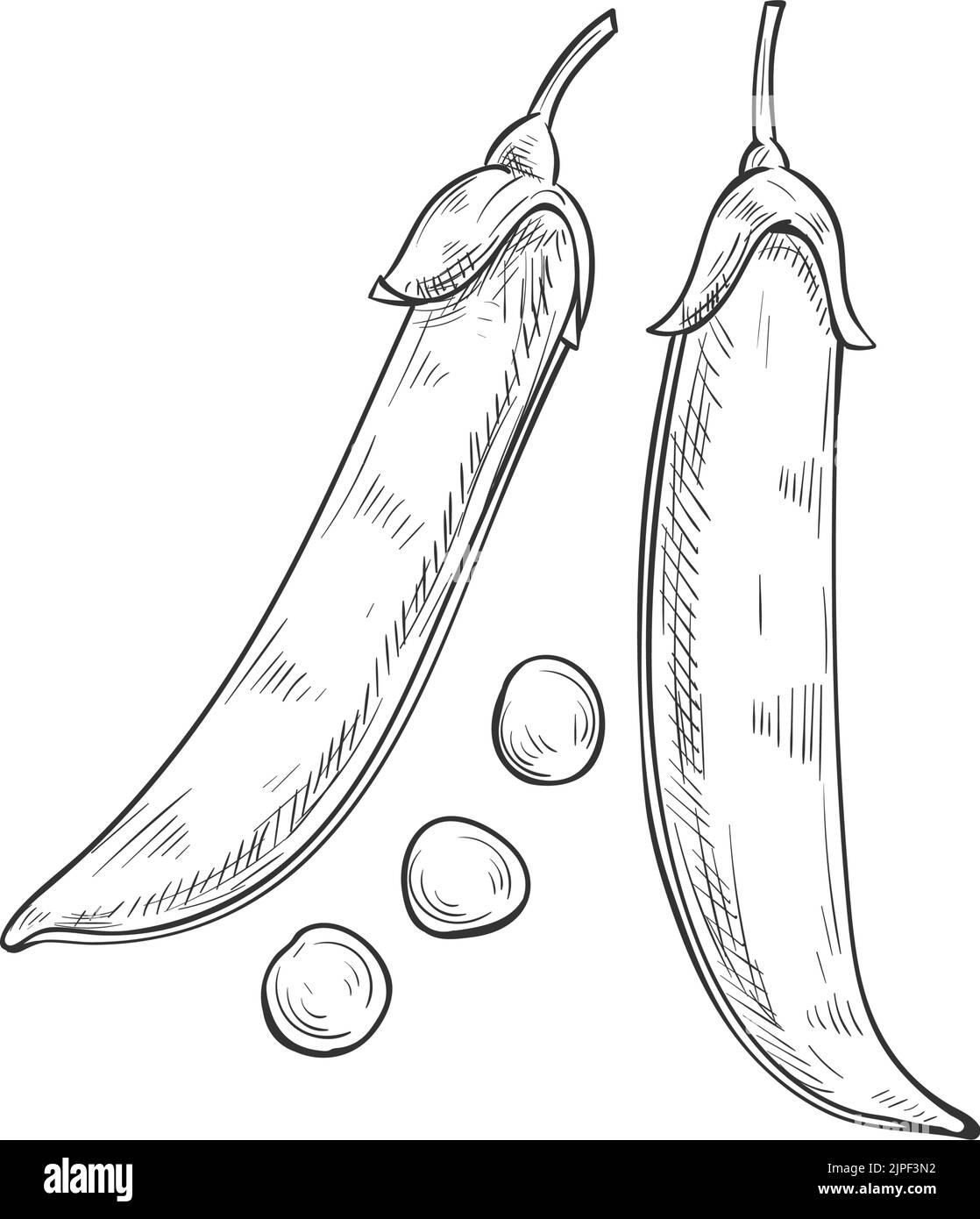 Pea pod isolated monochrome sketch. Vector split peas vegetable ...
