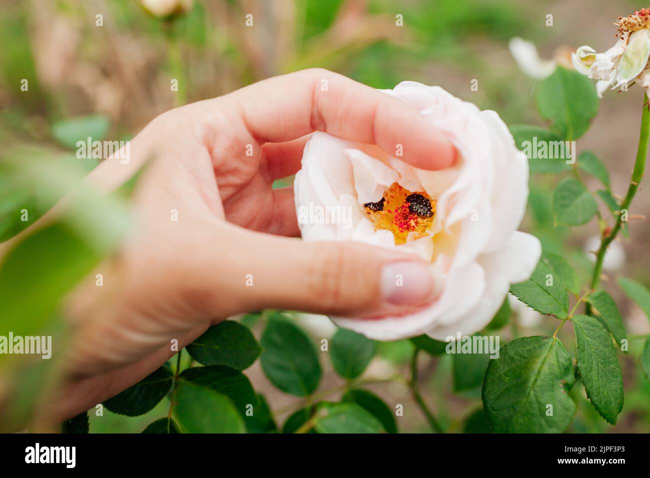 European rose beetle sitting in white flower. Gardener checking blooms ...