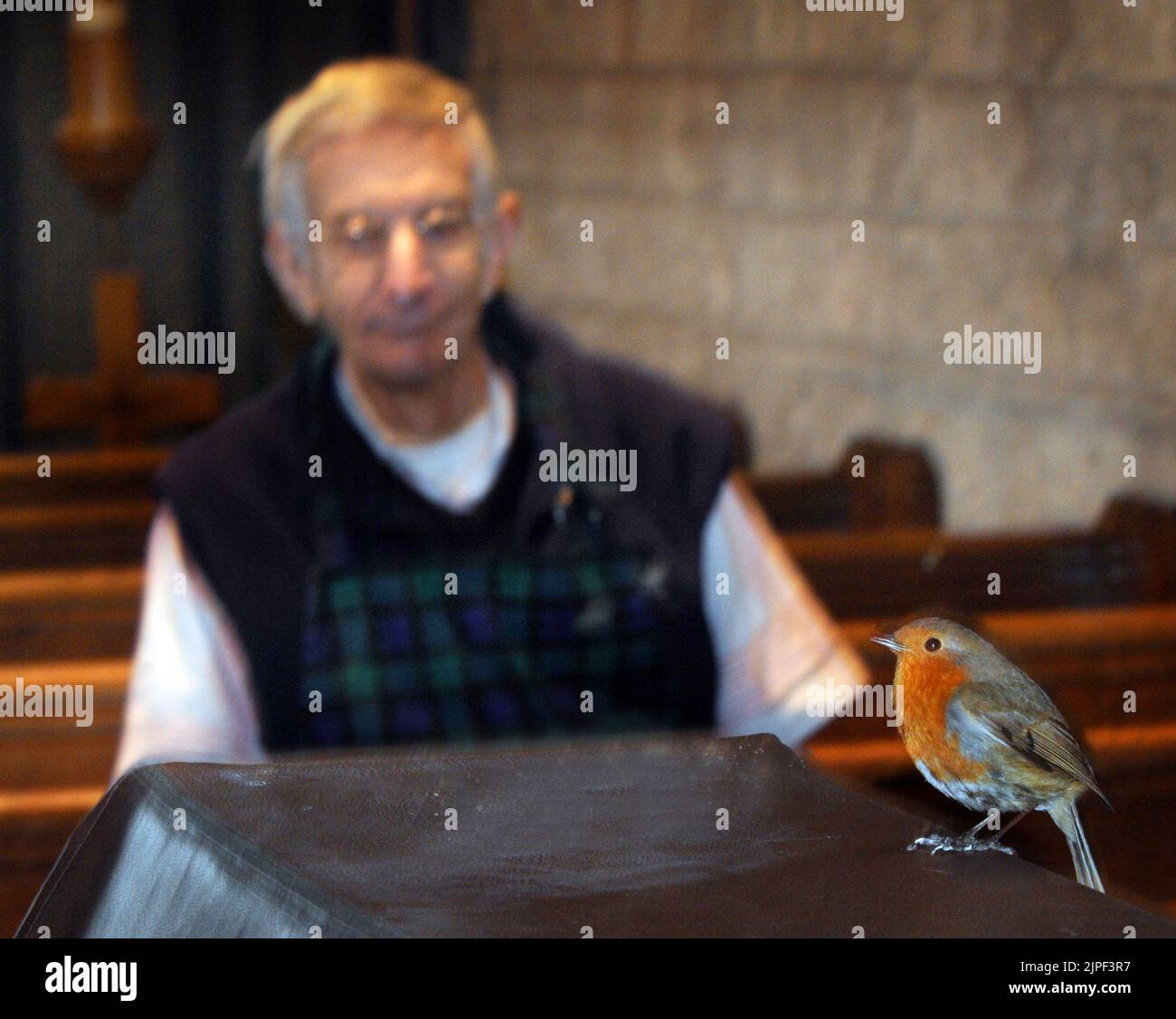 He doesn’t look like a bird of pray but Chirpy the Robin has joined the ...