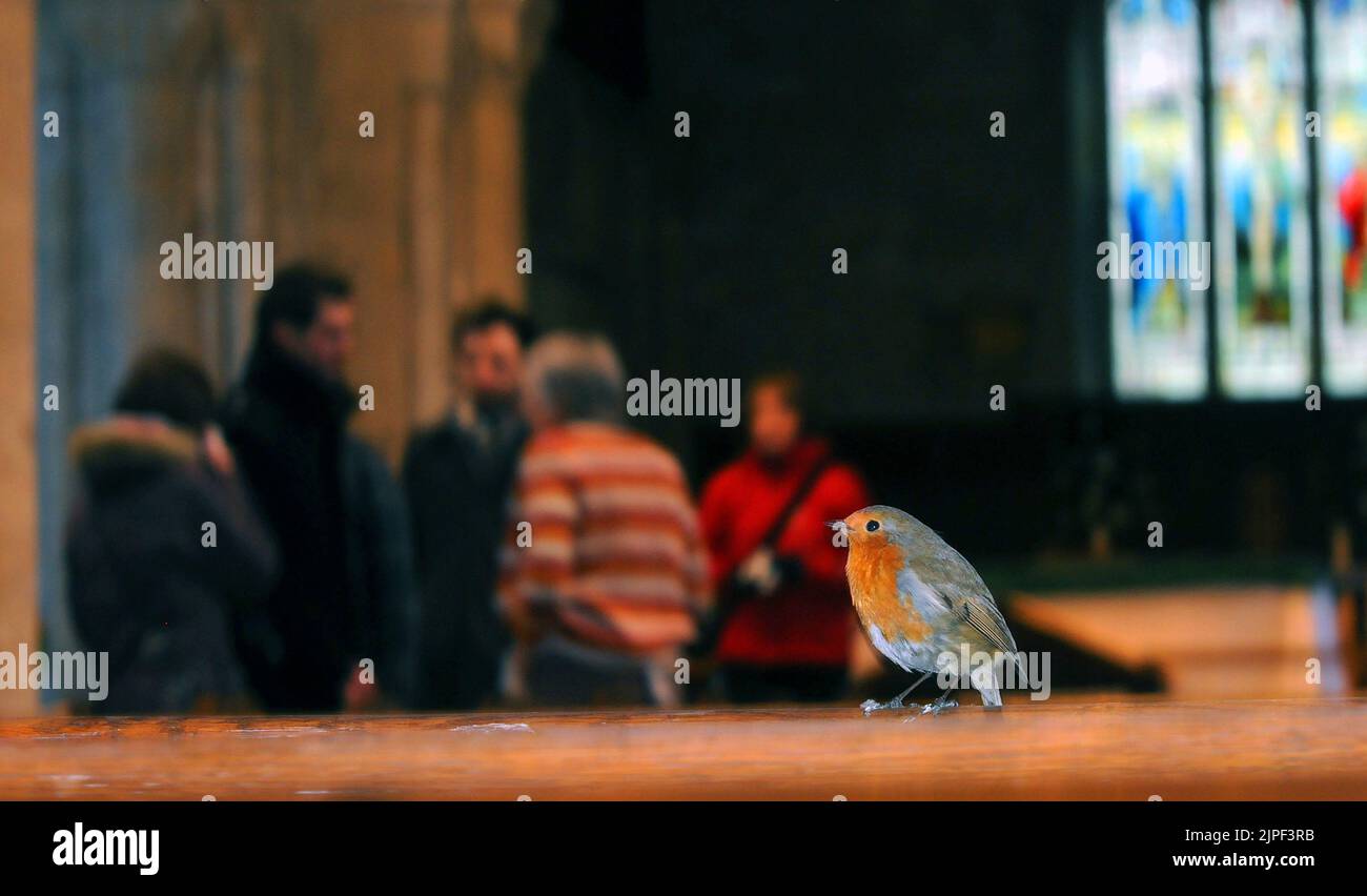 He doesn’t look like a bird of pray but Chirpy the Robin has joined the ...