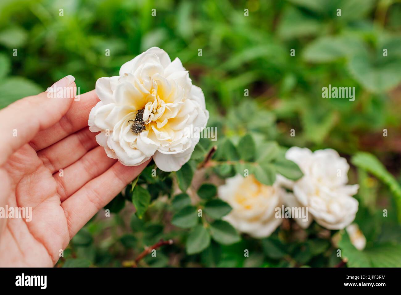 European rose beetle sitting in white flower. Gardener checking blooms ...